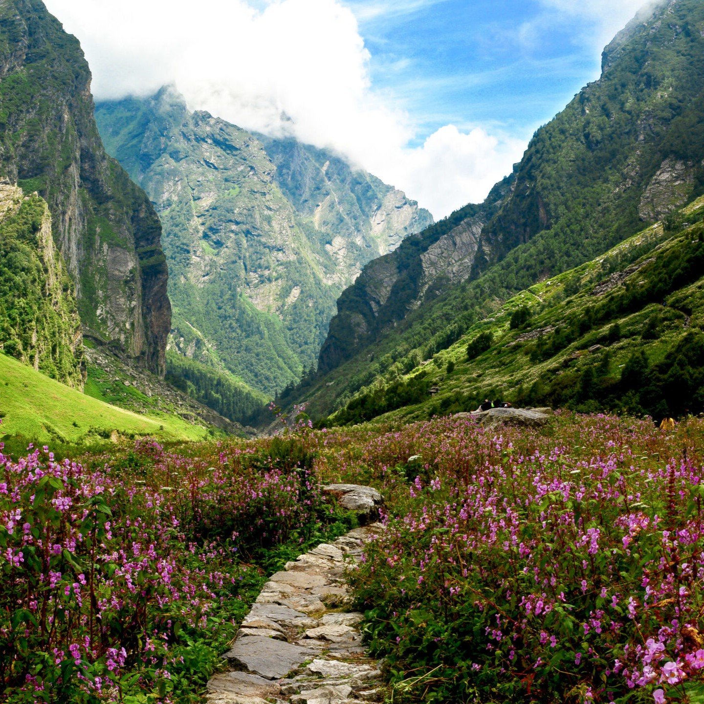 Best Time to Visit the Valley of Flowers – TheSearchingSouls